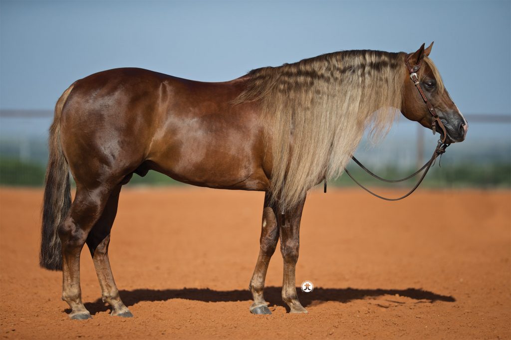 In Like Flinn – Cedar Ridge Stallion Station