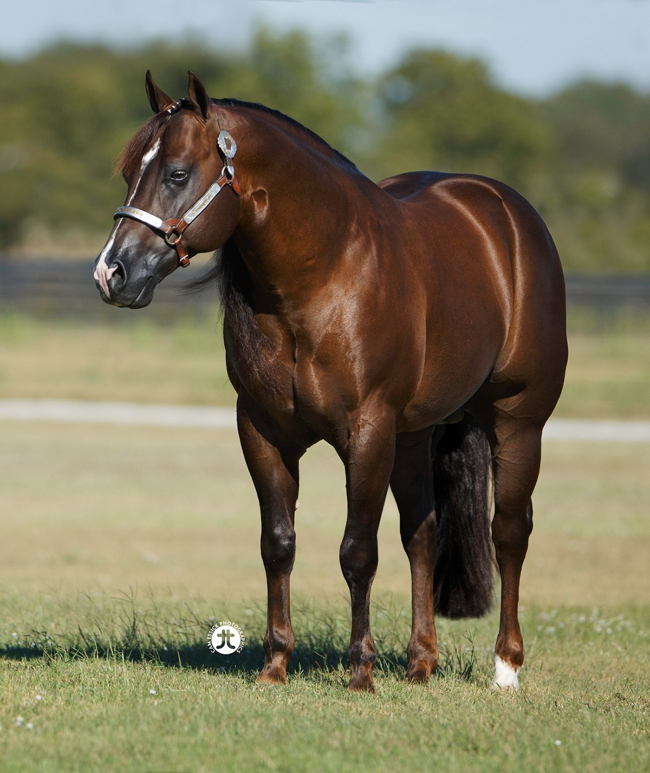 Gunnabebigtime – Cedar Ridge Stallion Station