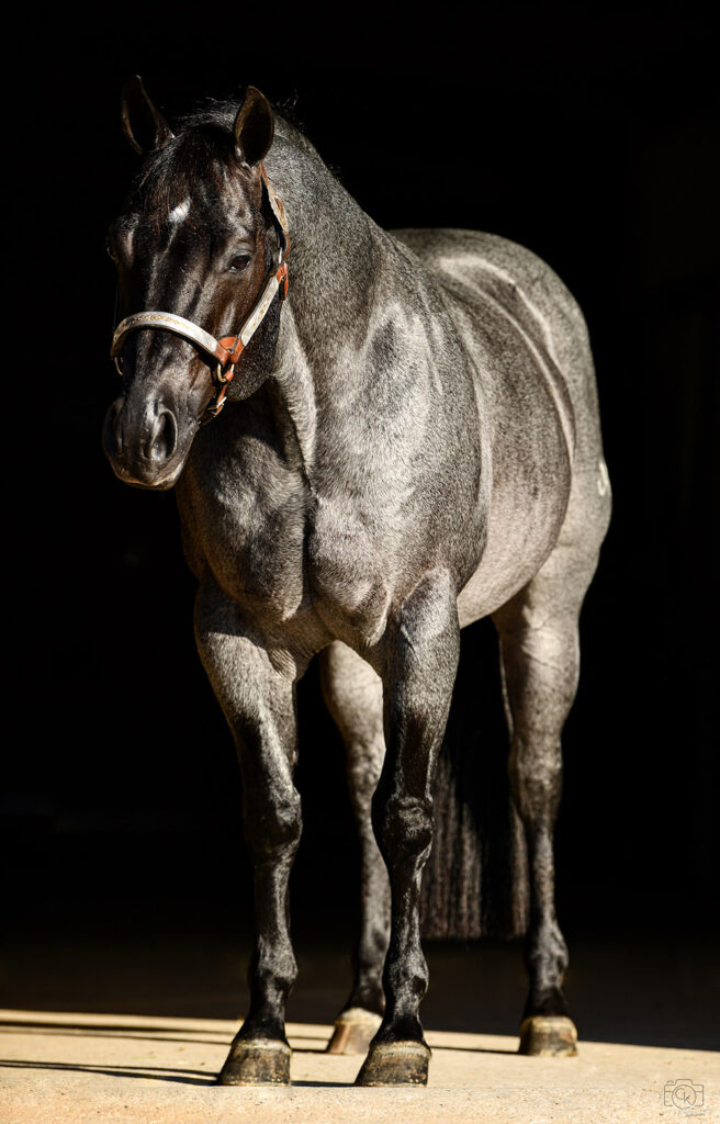 One Fabulous Time – Cedar Ridge Stallion Station