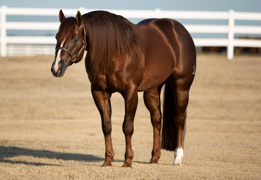 Lil Dreamin Magnum – Cedar Ridge Stallion Station