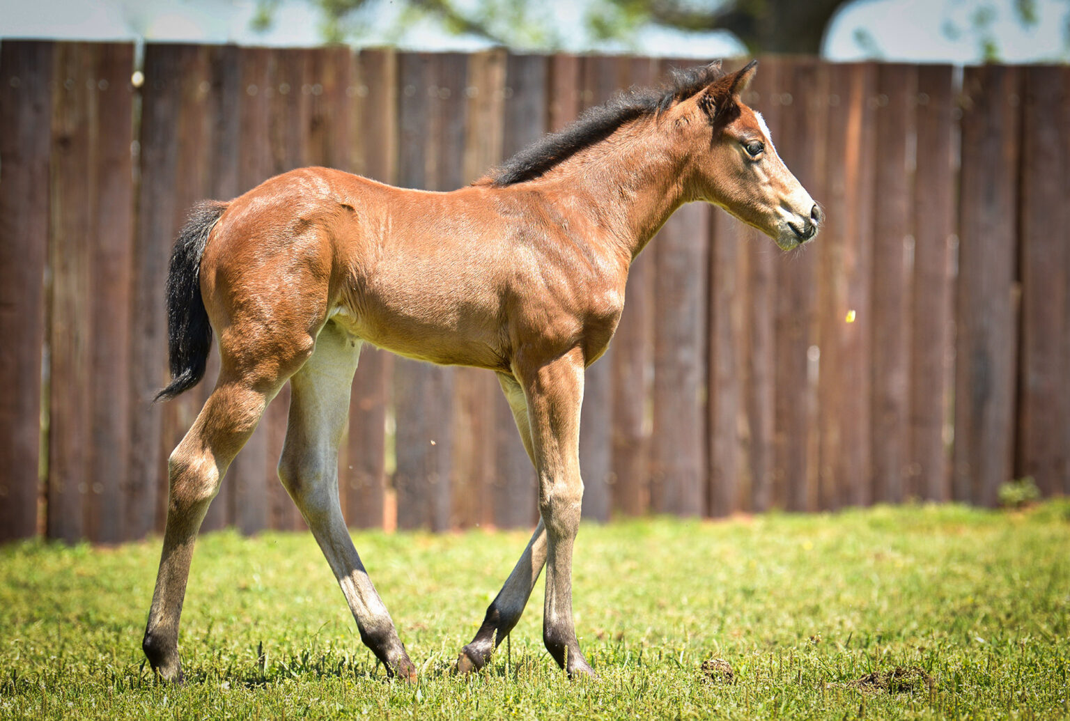 Cedar Ridge Stallion Station – Investing in the Future