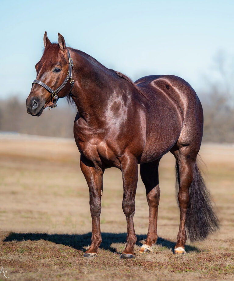 Hott Rod – Cedar Ridge Stallion Station